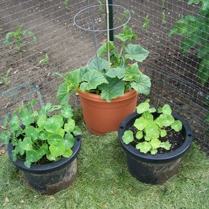 35+SPACEMASTER BUSH CUCUMBER Seeds Organic Patio Container Hanging ...