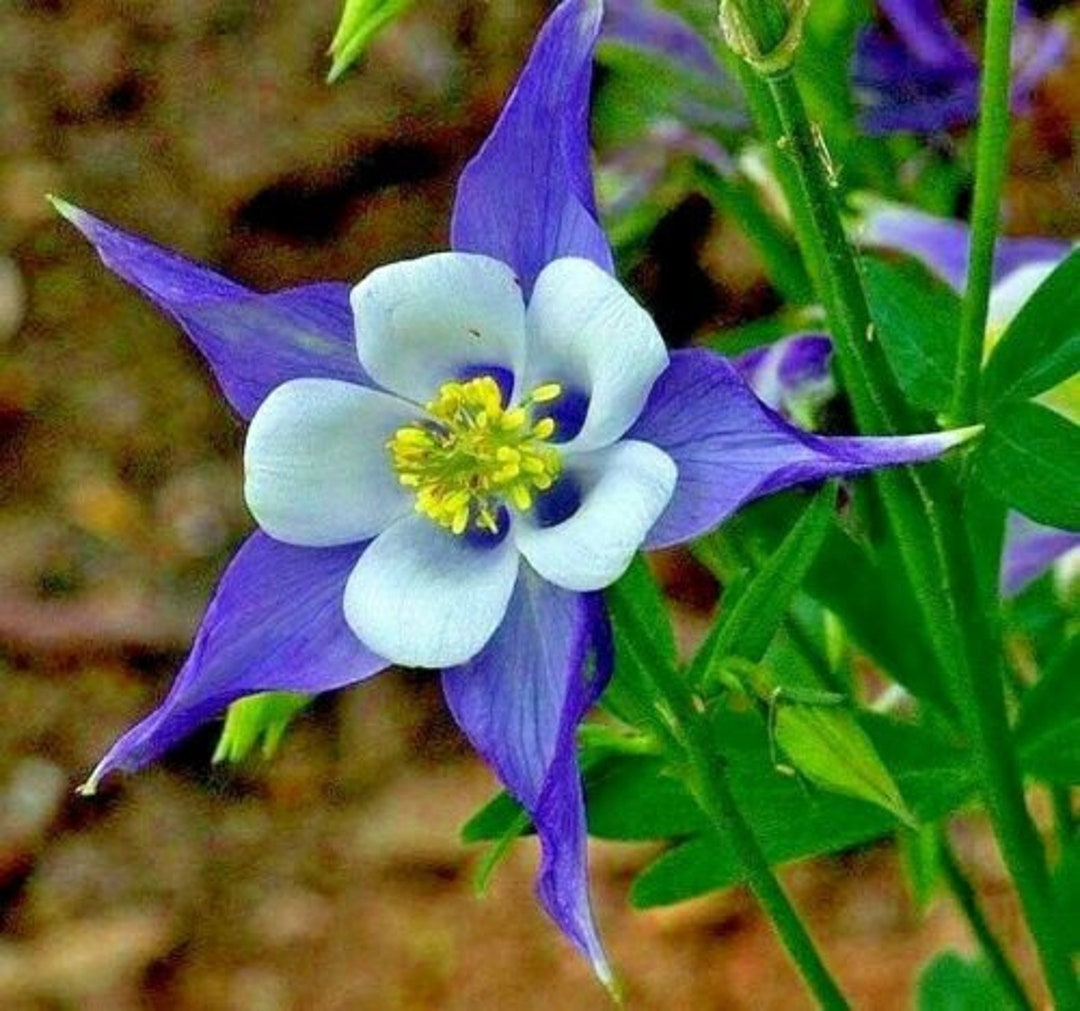 200ROCKY MOUNTAIN COLUMBINE Seeds Perennial Native Wildflower Colorado ...