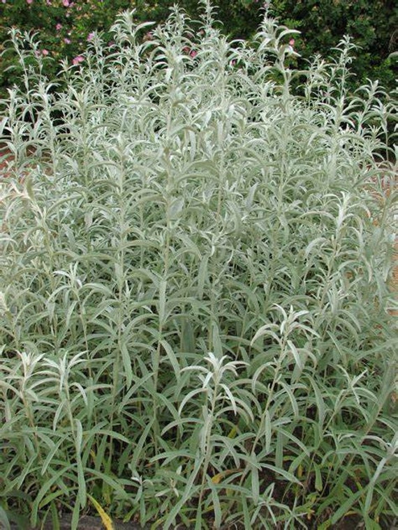 300PRAIRIE SAGE / WHITE Sagebrush Seeds Native Wildflower | Etsy