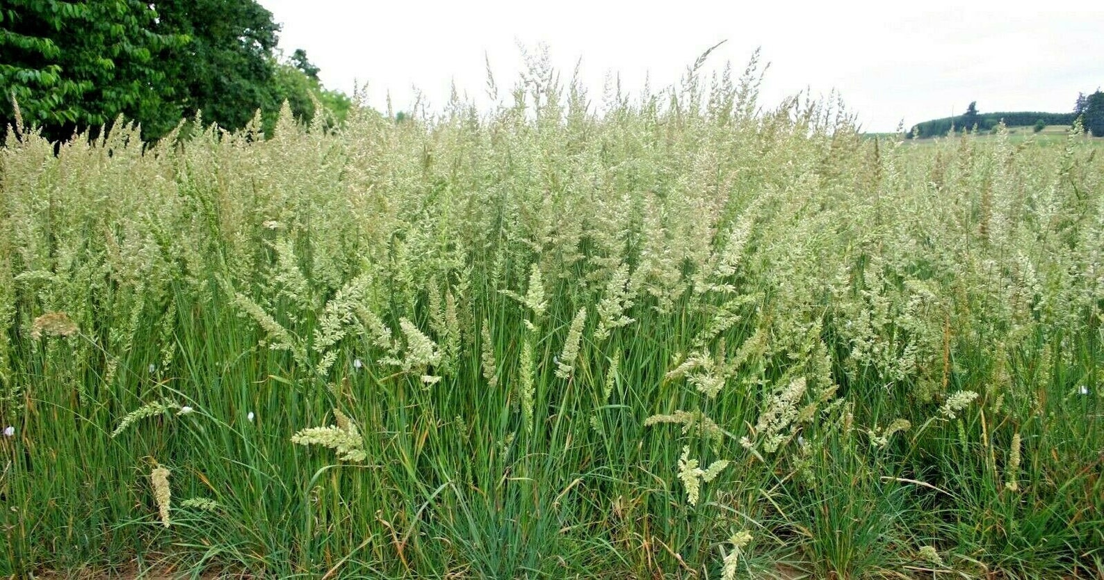 500PRAIRIE JUNE GRASS Seeds Native Prairie Grass Clumping - Etsy