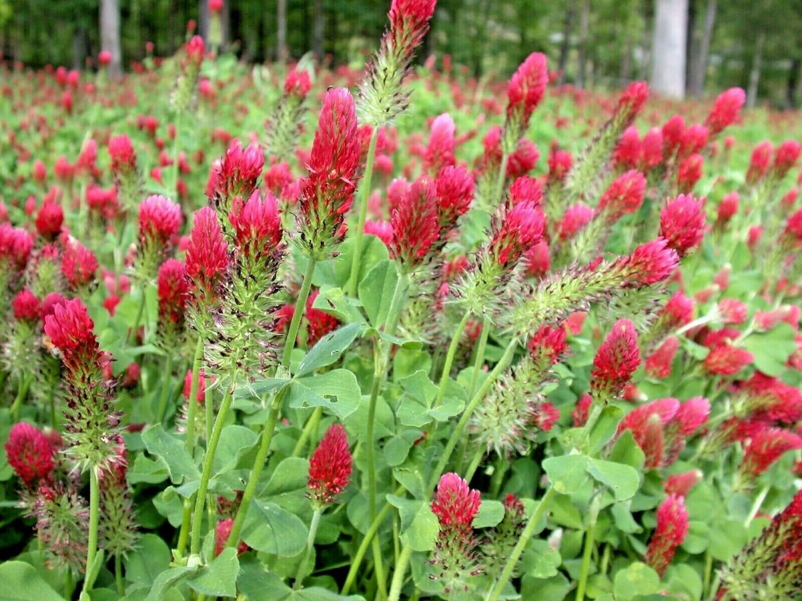 1000+CRIMSON CLOVER Seeds Native Wildflower Groundcover Flower Garden ...