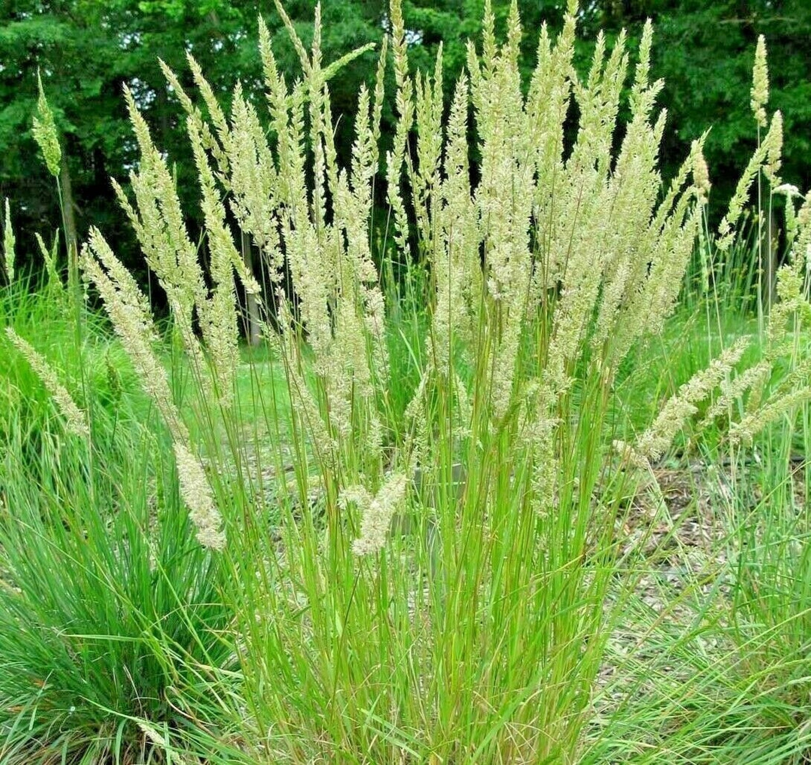 500PRAIRIE JUNE GRASS Seeds Native Prairie Grass Clumping - Etsy