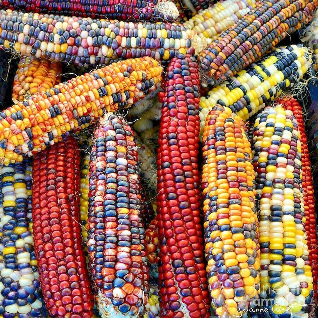 50+ INDIAN ORNAMENTAL RAINBOW Corn Seeds Bright 6 Colors Organic ...