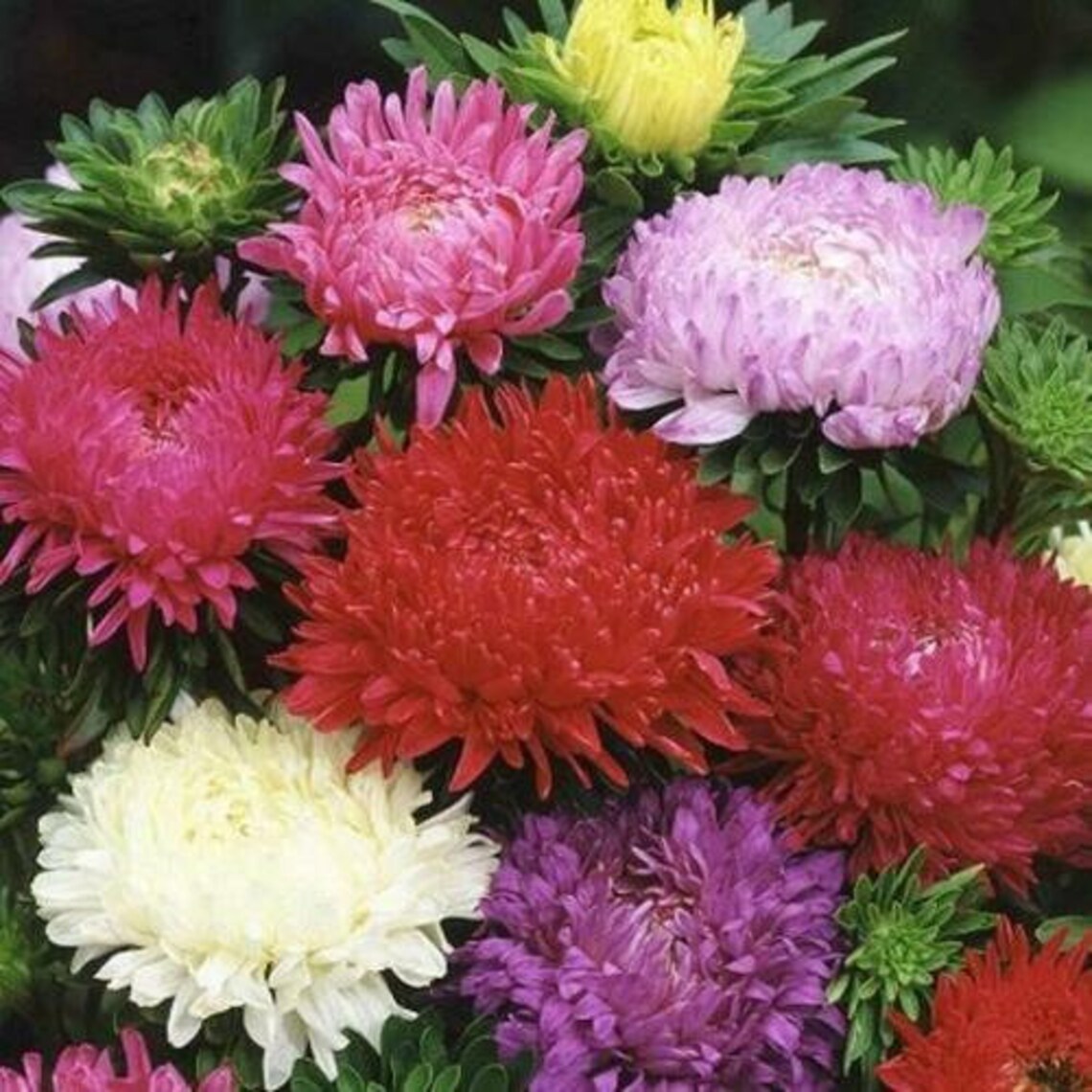 250+CHINA Aster "powder Puff" Mix Seeds Cut Flowers Garden/containers ...