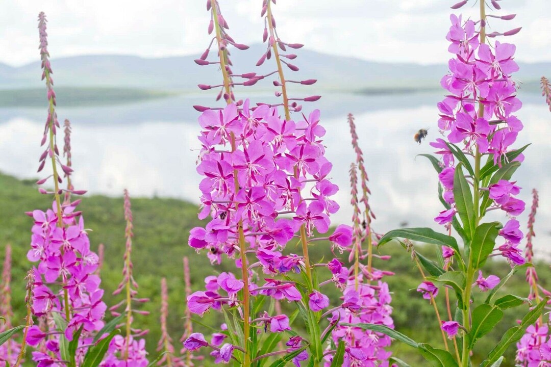 300+FIREWEED Seeds Perennial Native Wildflower Medicinal Plant Drought ...
