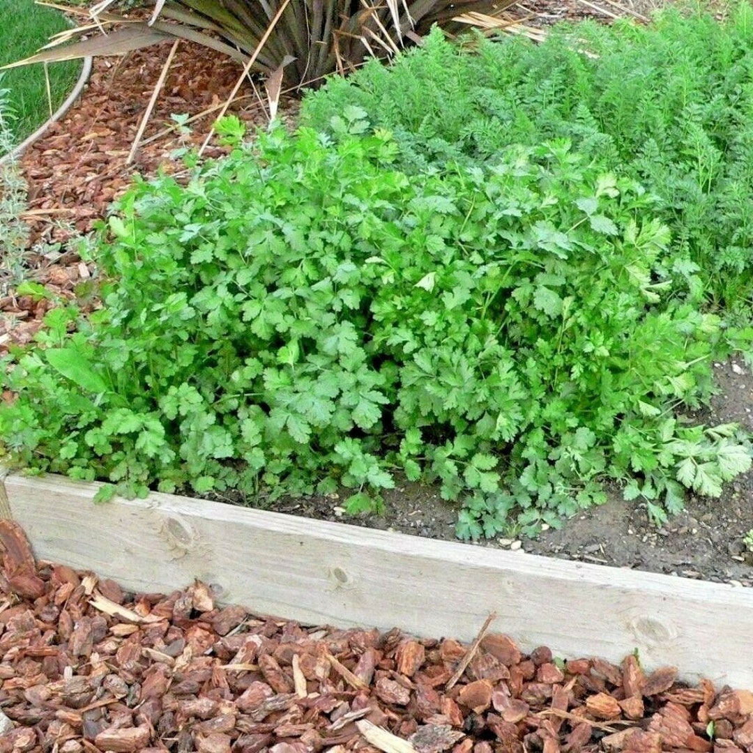 60+CILANTRO Seeds Coriander Organic Herb Salsa Tex Mex Kitchen Summer ...