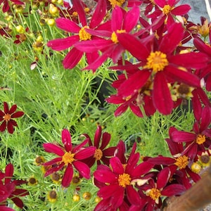 2000+dwarf RED PLAINS COREOPSIS Seeds Annual Native Wildflower 16"tall ...