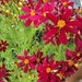 2000dwarf RED PLAINS COREOPSIS Seeds Annual Native Wildflower - Etsy
