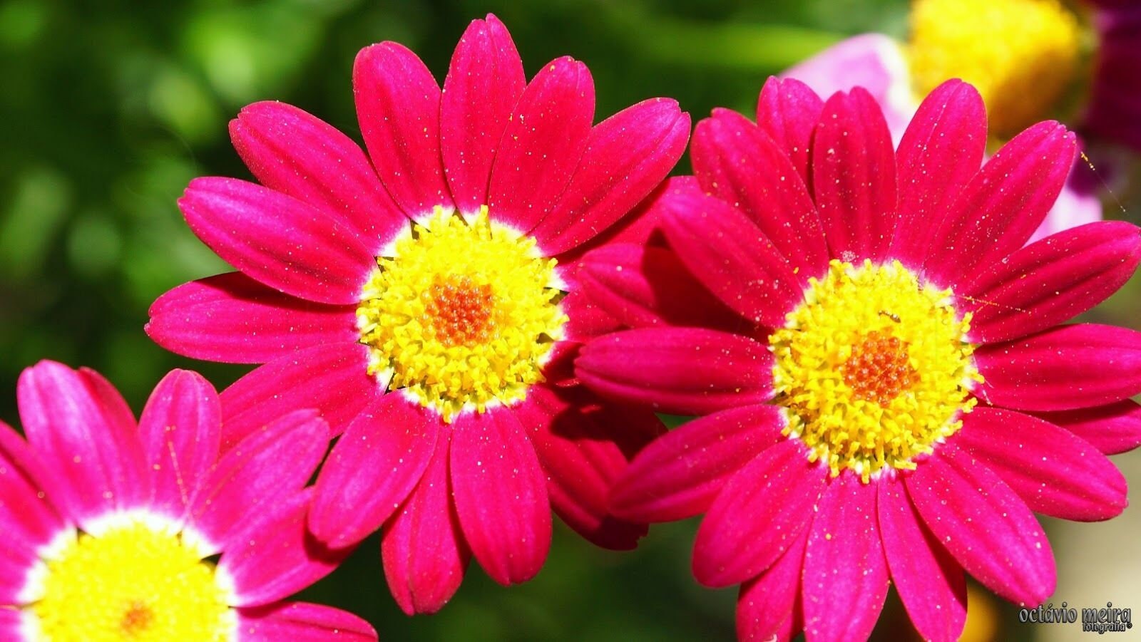 100+ROBINSON'S GIANT MIX Daisy Flower Seeds Perennial Poor Soils Heat ...