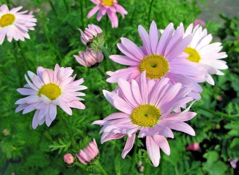 100+ROBINSON'S GIANT MIX Daisy Flower Seeds Perennial Poor Soils Heat ...