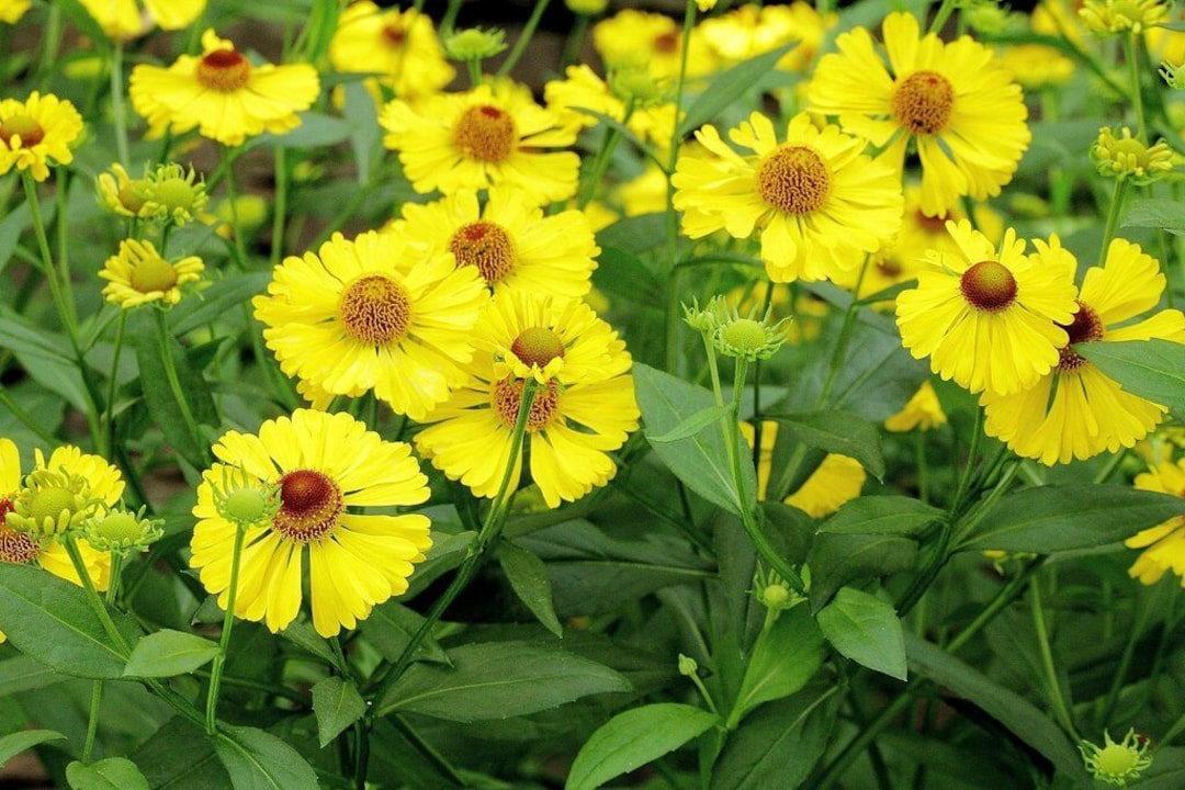 500+AUTUMN SNEEZEWEED Seeds Native Wildflower Allergen Free Cut Flowers ...