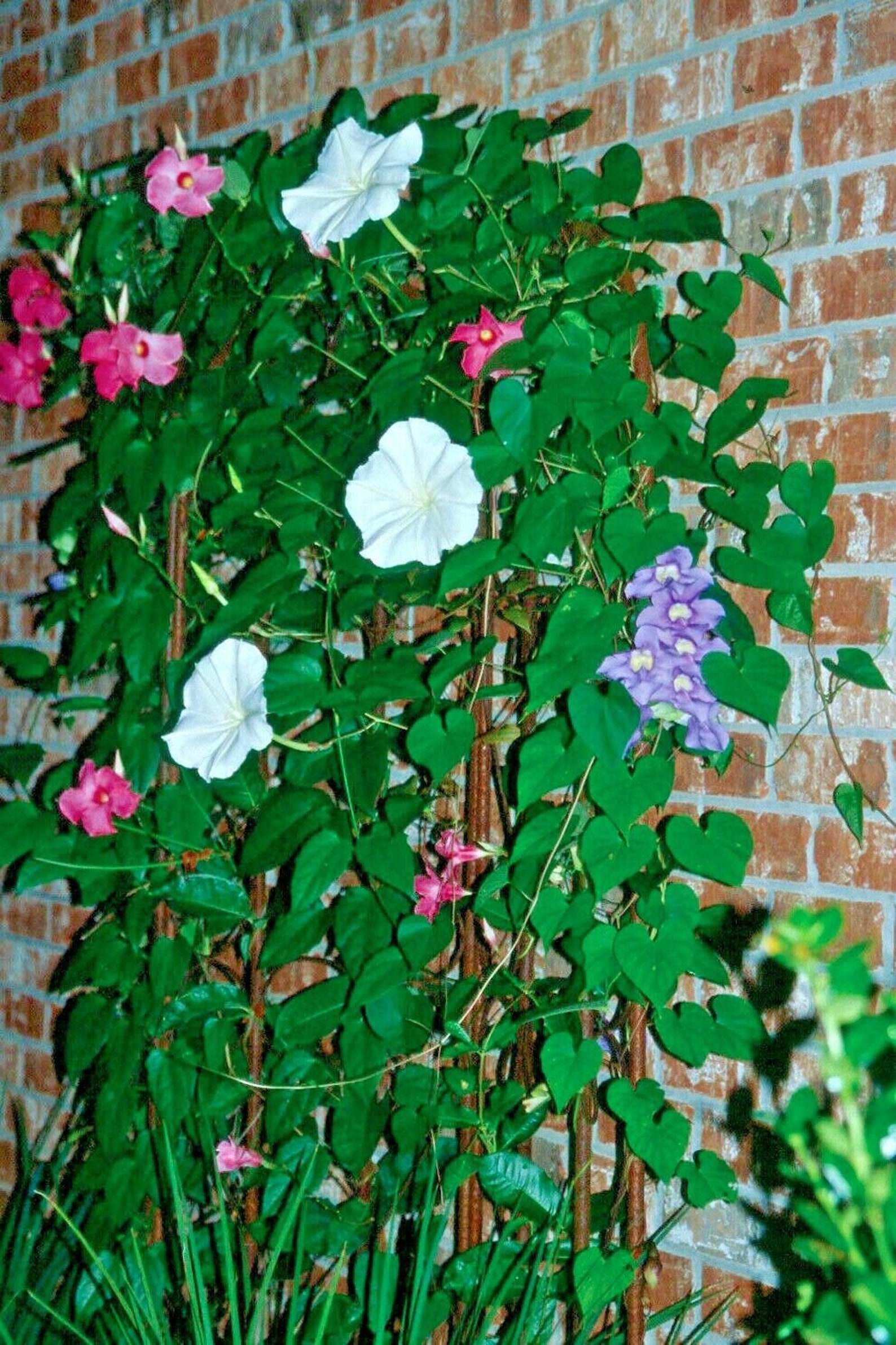 20+MOONFLOWER Seeds Wildflower Climbing Flowering Vine Night Blooms ...