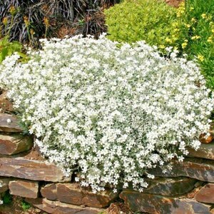 500+SNOW IN SUMMER Seeds Perennial Flowering Groundcover Creeping ...