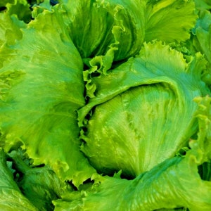 600+GREAT LAKES BATAVIAN Head Lettuce Seeds Organic Heirloom Vegetable ...