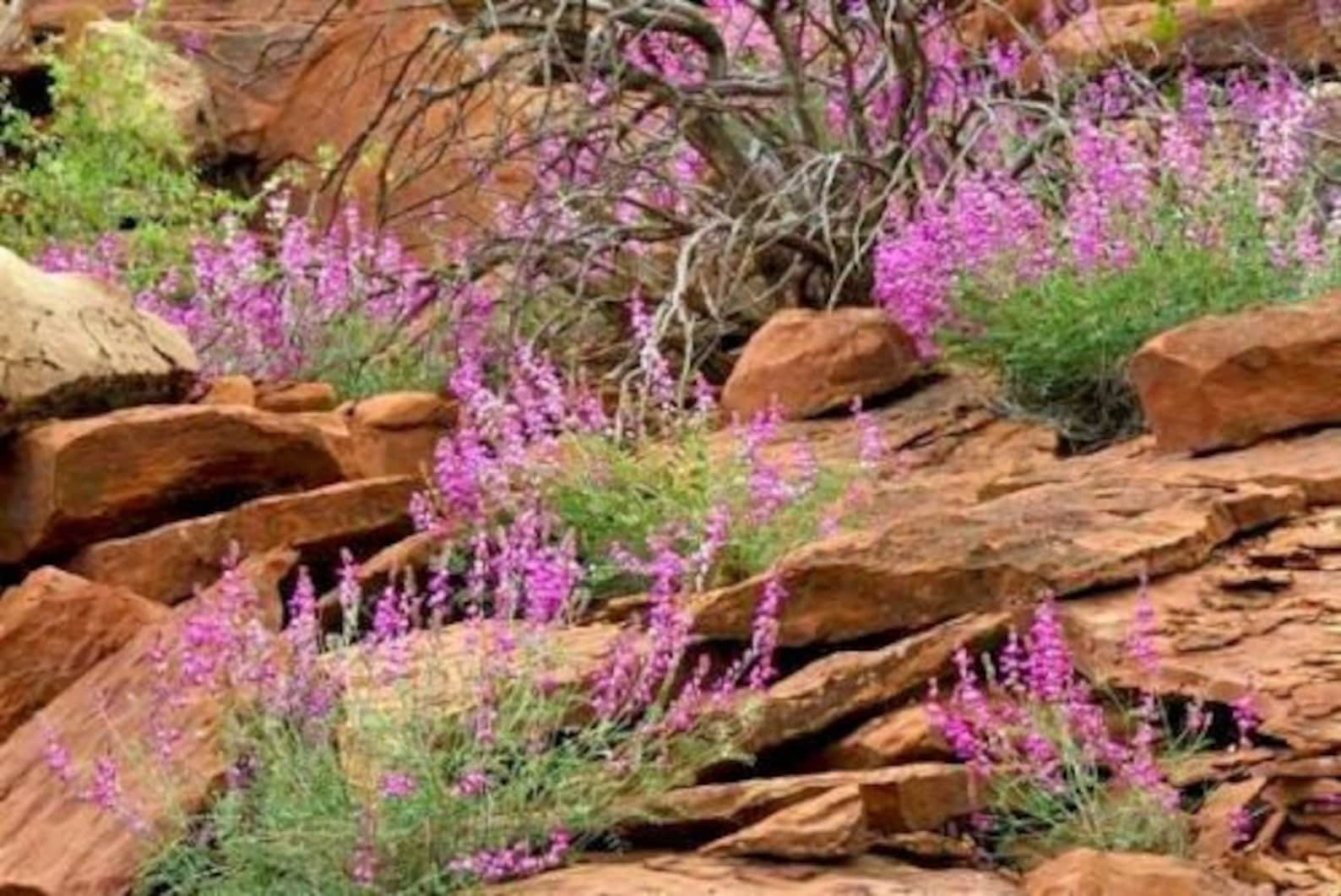 50+UTAH Northern SWEETVETCH Flower Seeds Native Wildflower Drought Heat ...