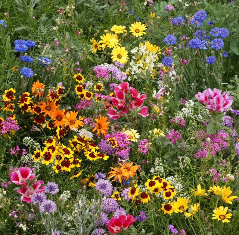2000+NATIVE PERENNIAL WILDFLOWER Mix Seeds 17 Varieties Pollinators Cut ...