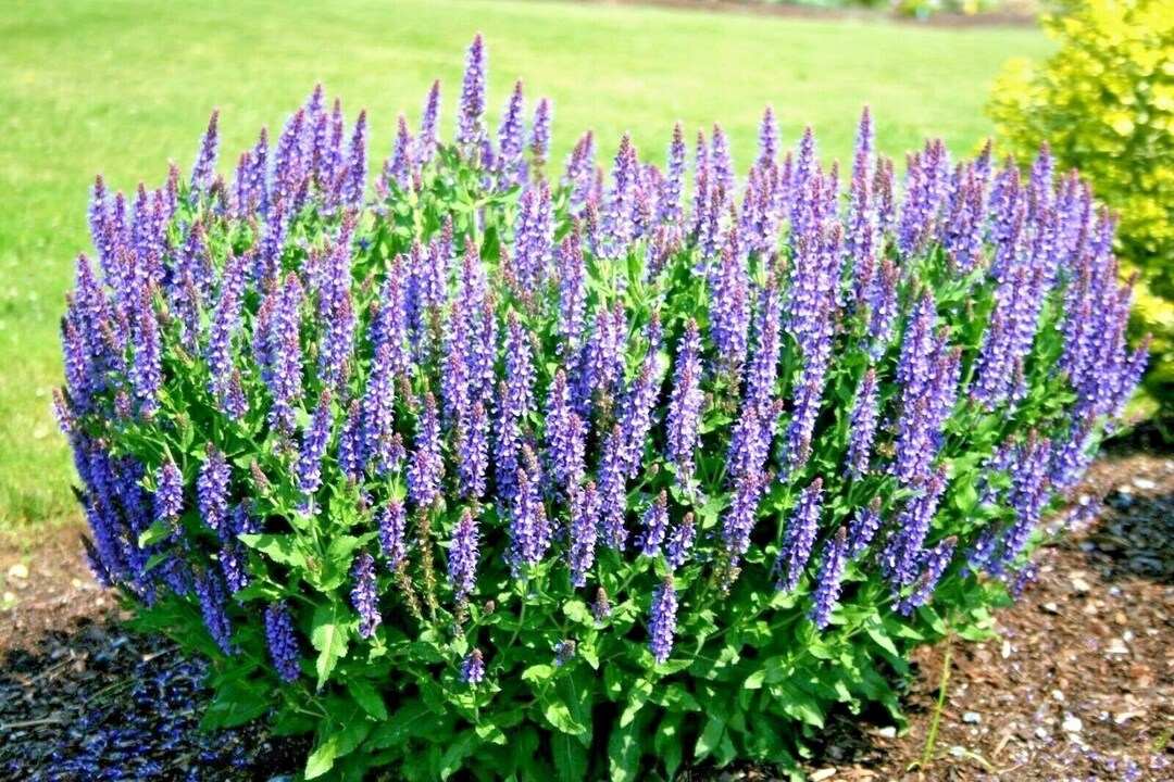300+BLUE SAGE Seeds Native Wildflower Medicinal Plant Cut Dried Flowers ...