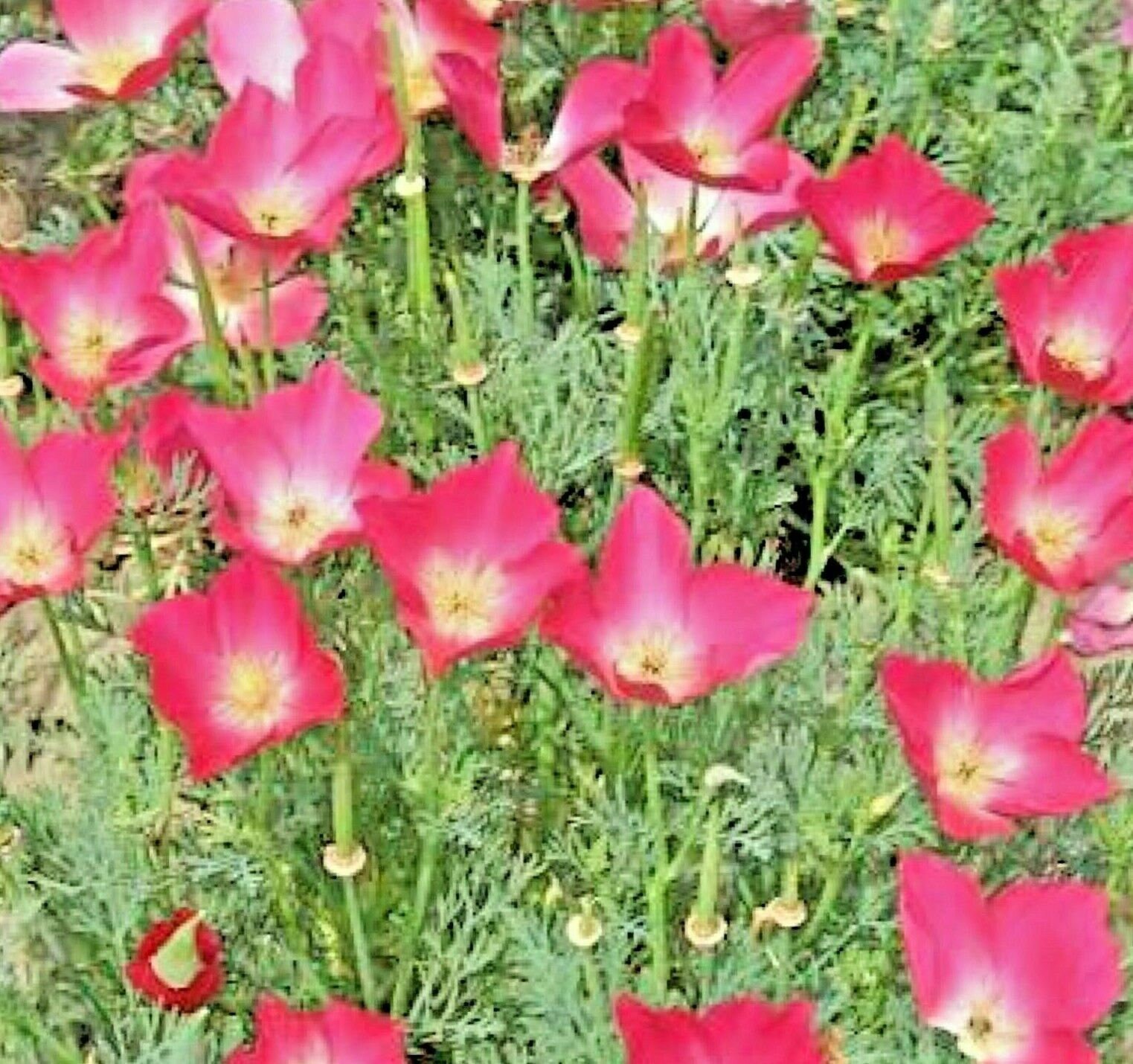 1000+CARMINE KING CALIFORNIA Poppy Seeds Annual Native Wildflower Patio ...