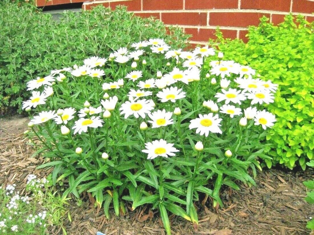 300+SILVER PRINCESS Flower Seeds Native Wildflower Compact 18" Plant ...
