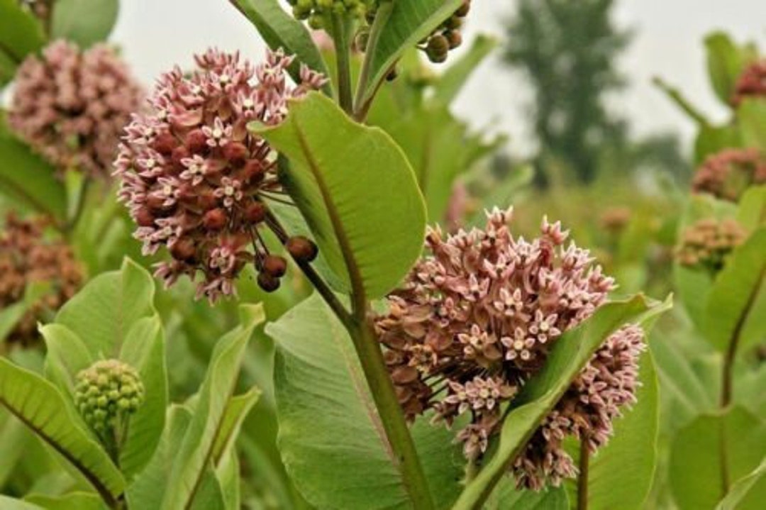 50+COMMON MILKWEED Seeds Native Wildflower Perennial Heat Cold Drought ...