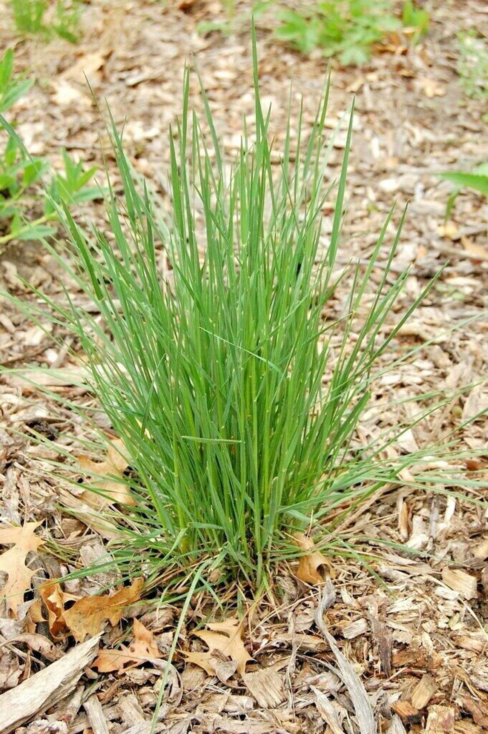 500PRAIRIE JUNE GRASS Seeds Native Prairie Grass Clumping - Etsy
