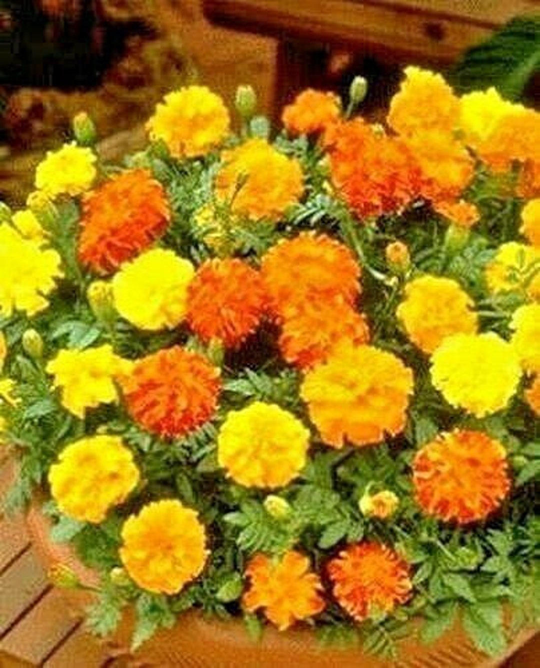 500 Sparky Mix DWARF FRENCH MARIGOLD Seeds Annual Summer Fall Flowers ...