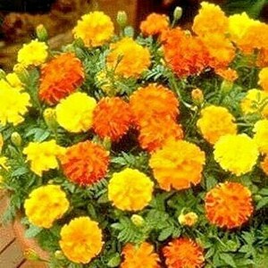 500+ Sparky Mix DWARF FRENCH MARIGOLD Seeds Annual Summer Fall Flowers ...