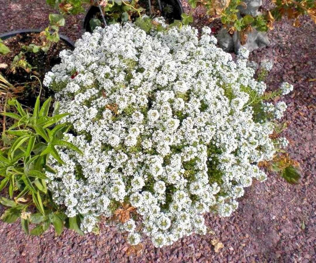 1500+DWARF SWEET ALYSSUM Seeds Carpet of Snow Flower Garden Groundcover ...