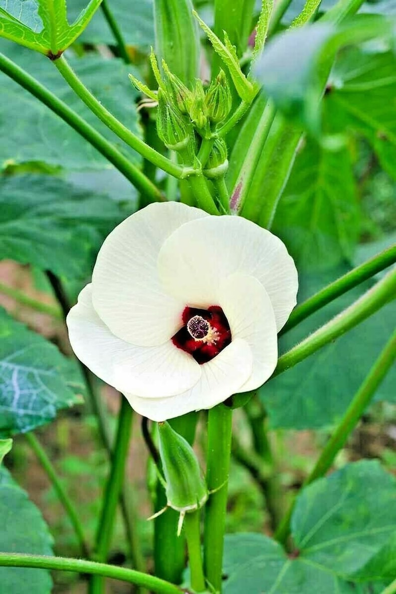 40+PERKINS DWARF OKRA Seeds Organic Non Gmo Open Pollenated Compact 4 ...