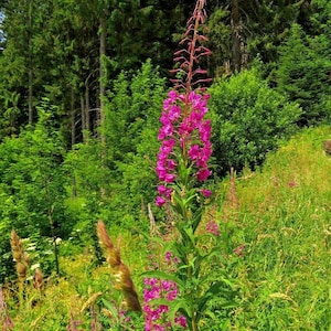 300+FIREWEED Seeds Perennial Native Wildflower Medicinal Plant Drought ...