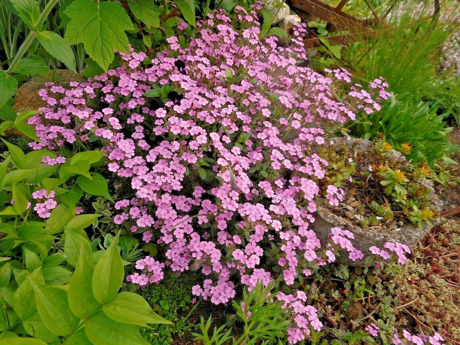 500+PINK ROCK SOAPWORT Seeds Perennial Wildflower Groundcover Trailing ...