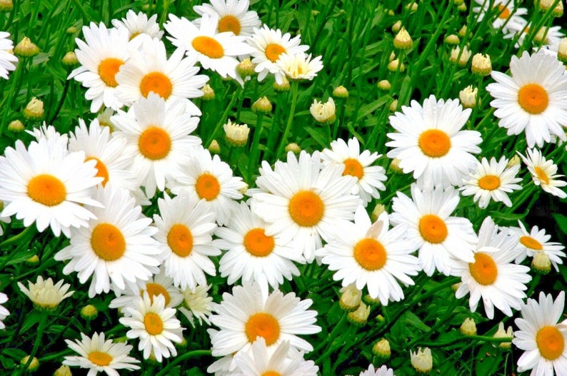 500+ALASKA SHASTA DAISY Flower Seeds Native Wildflower Garden/patio ...