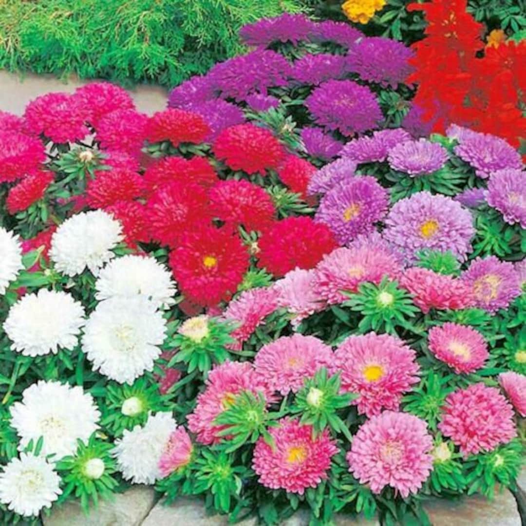 250CHINA Aster powder Puff Mix Seeds Cut Flowers Garden/containers Sun ...
