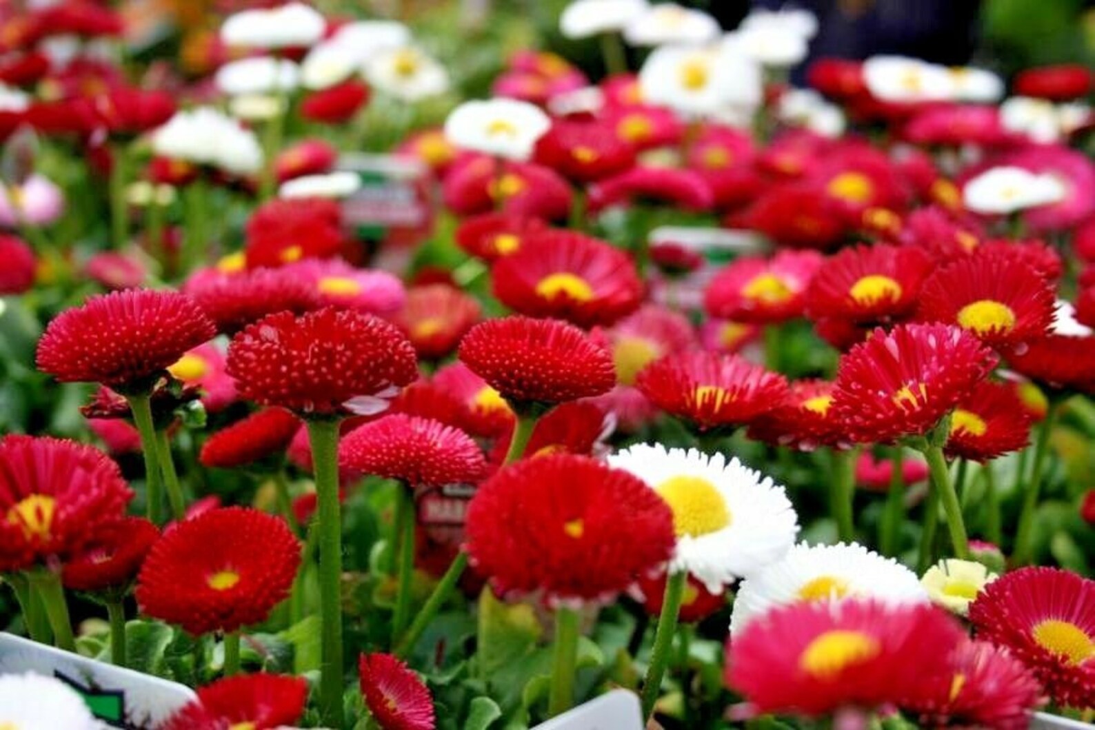 400ENGLISH DAISY MIX Flower Seeds European Wildflower Early - Etsy