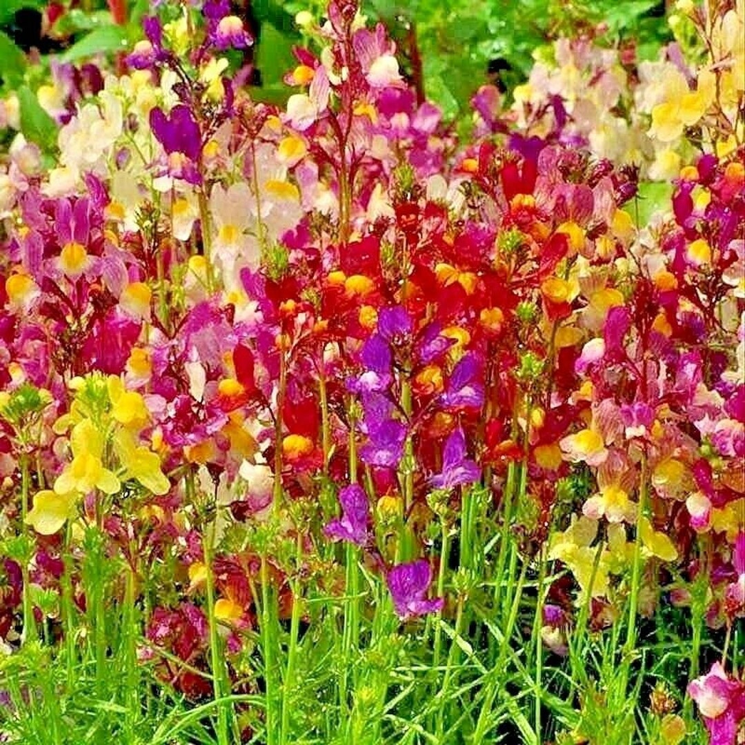 2000+DWARF SPURRED SNAPDRAGON Mix Seeds Annual Native Wildflower Patio ...