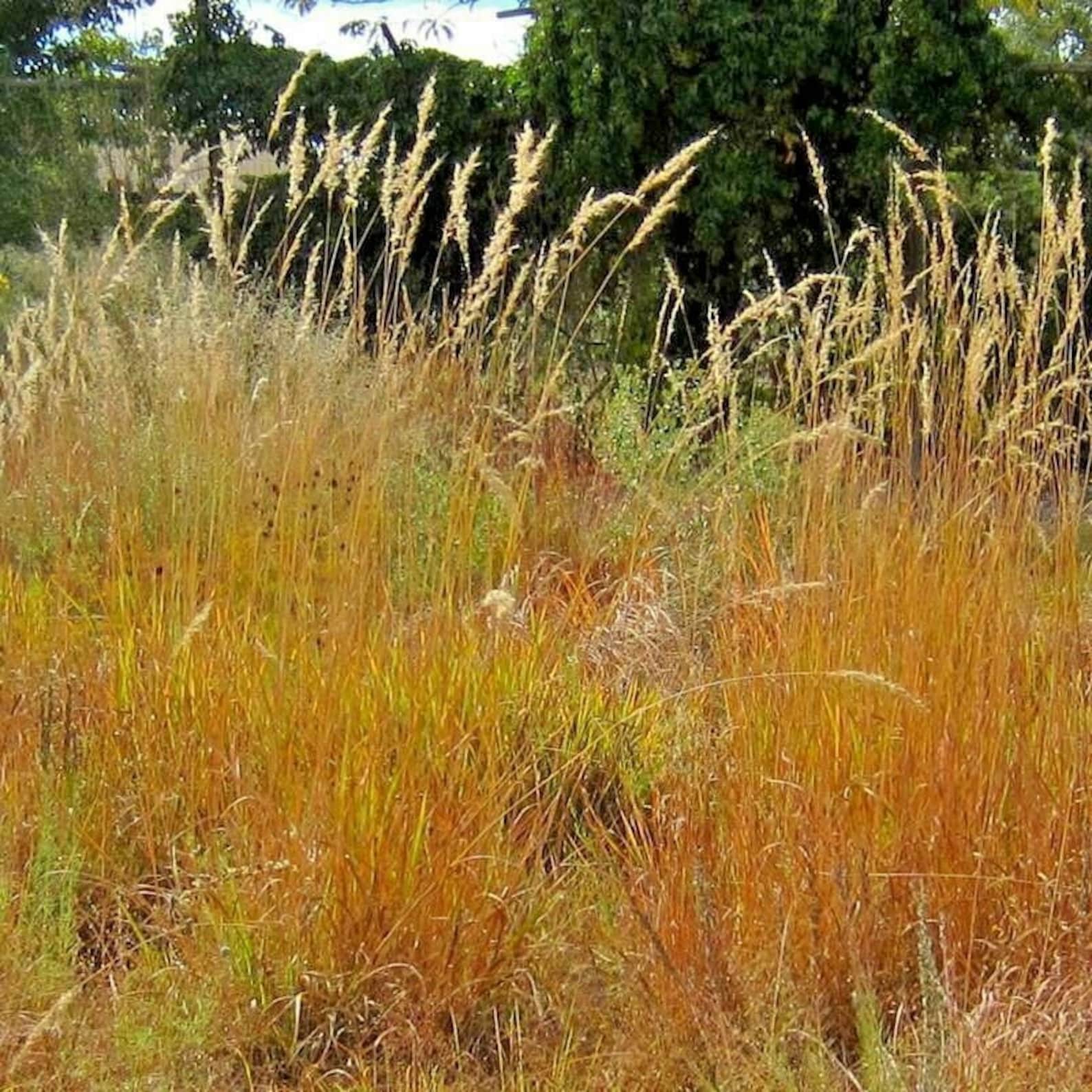 500+INDIAN GRASS Seeds Native Prairie Grass Wildflower Clumping ...