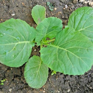 1 Oz CHAMPION COLLARD GREENS Seeds Organic Heirloom Vegetable Spring ...