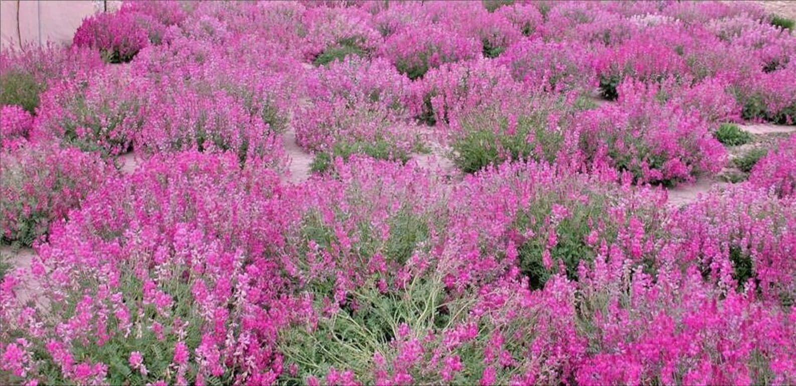 50+UTAH Northern SWEETVETCH Flower Seeds Native Wildflower Drought Heat ...