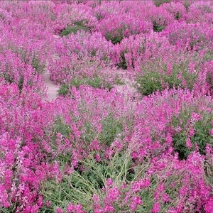50+UTAH Northern SWEETVETCH Flower Seeds Native Wildflower Drought Heat ...