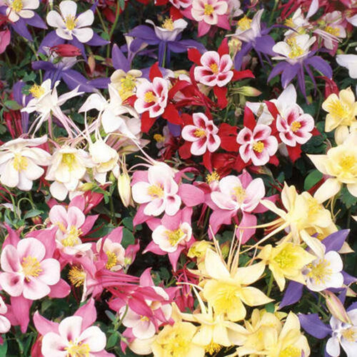 100+COLUMBINE MIX Seeds Perennial Native Wildflower Aquilegia Shade ...
