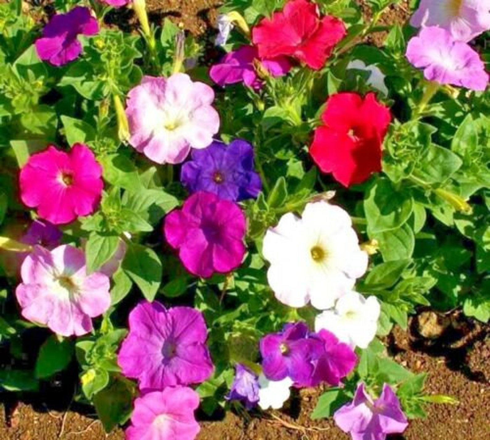 2000DWARF PETUNIA MIX Flower Seeds Flowering Annual Patio - Etsy