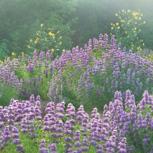 300+LEMON MINT Seeds Annual Native Wildflower Edible Medicinal Plant ...