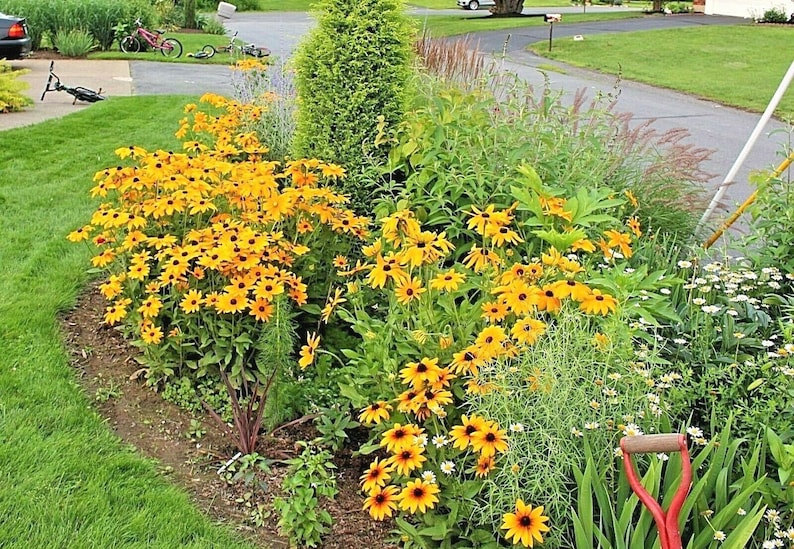 2000+GLORIOSA DAISY Seeds Native Wildflower Deer Resistant Heat Cold ...