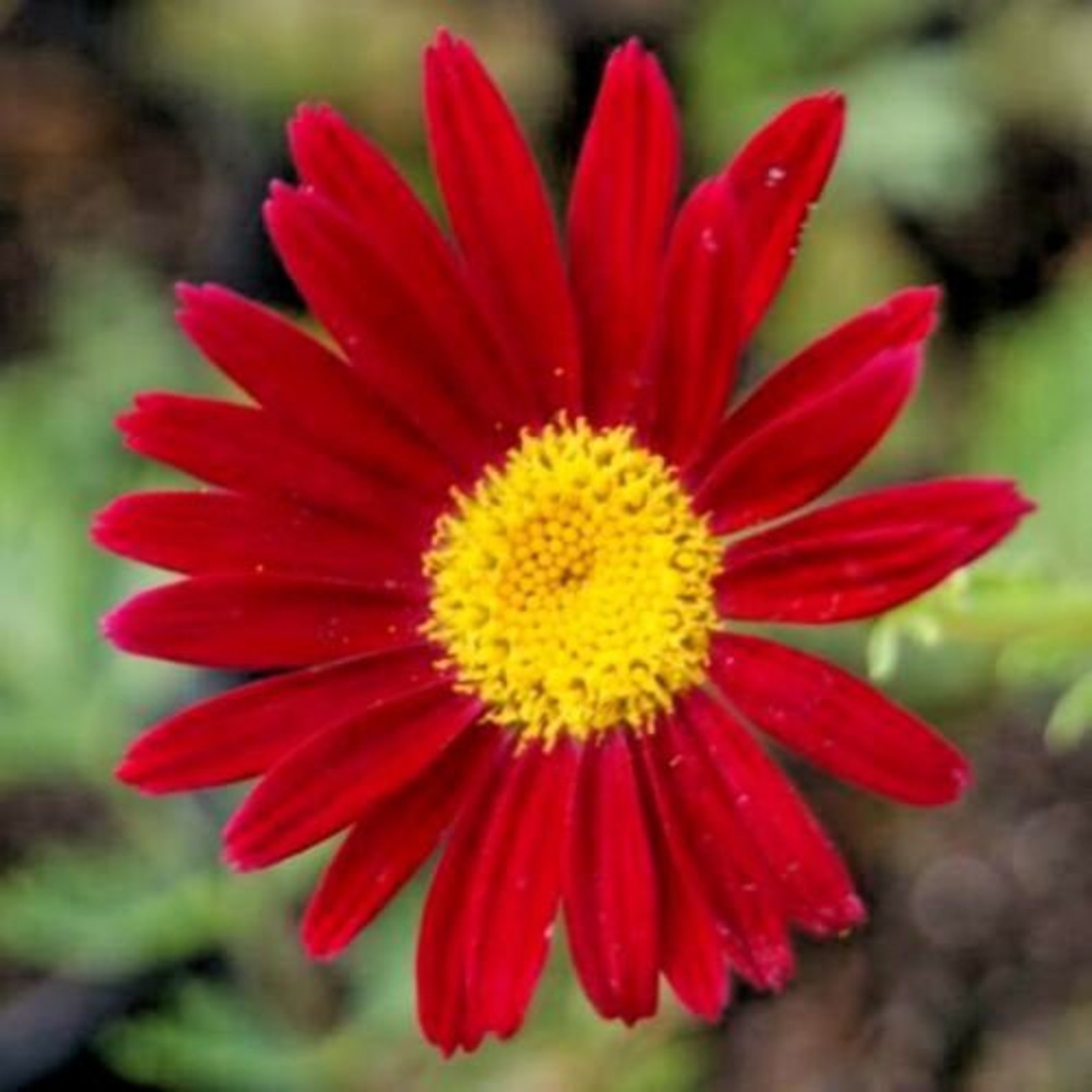 100+ROBINSON'S GIANT MIX Daisy Flower Seeds Perennial Poor Soils Heat ...