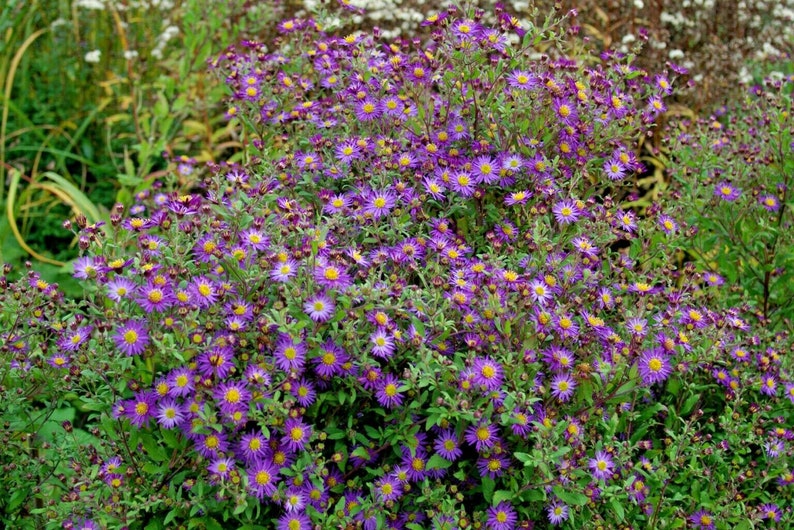 100PRAIRIE ASTER Flower Seeds Native Wildflower Perennial - Etsy
