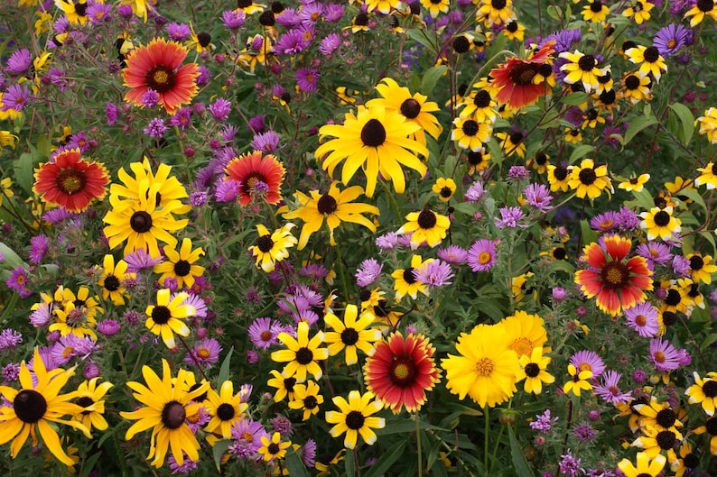 2000+NATIVE PERENNIAL WILDFLOWER Mix Seeds 17 Varieties Pollinators Cut ...