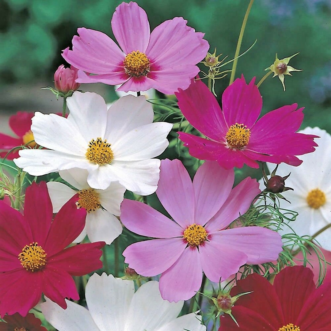 300+DWARF COSMOS SENSATION Mix Seeds Annual Ht 24-30" Drought Poor ...