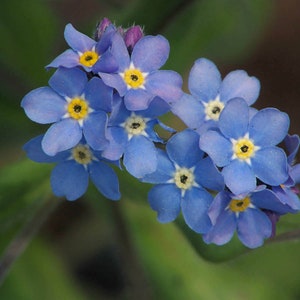 400+FORGET ME NOT Flower Seeds Annual Woodland Wildflower Full Sun ...