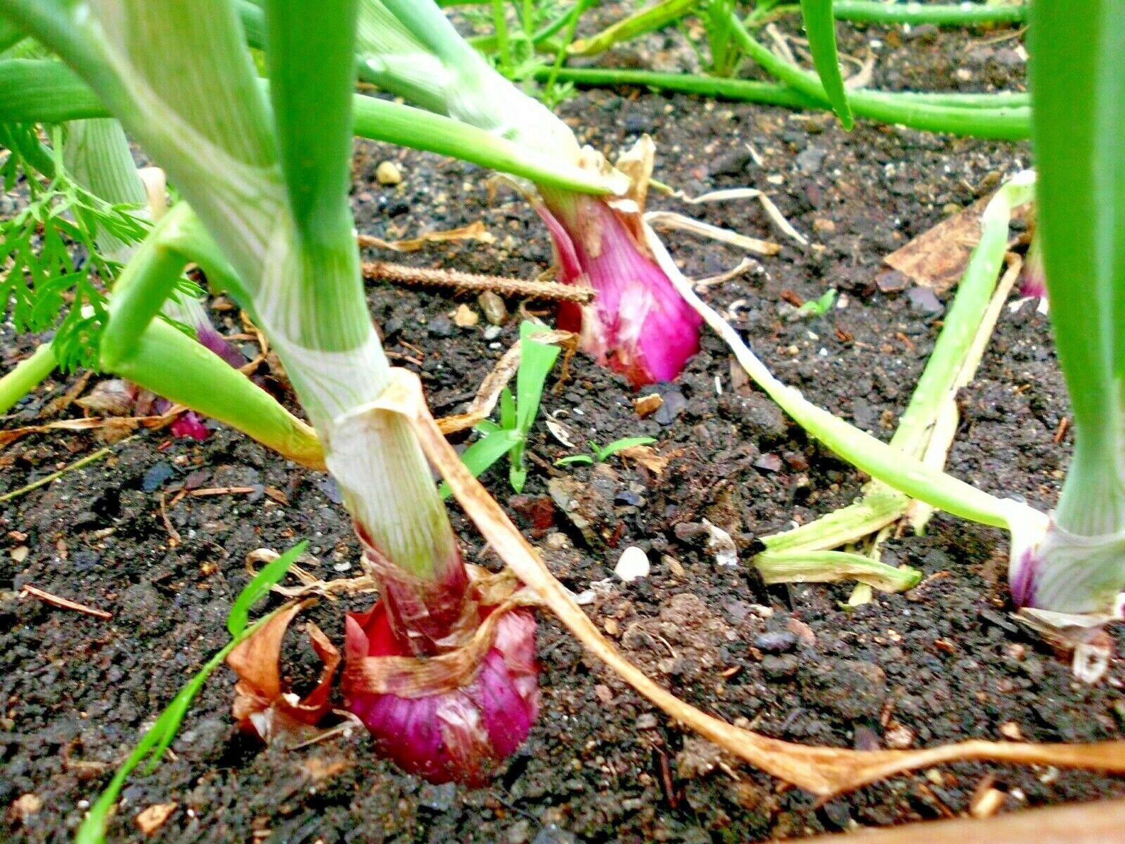 400RED BURGUNDY SWEET Onion Seeds Organic Non-gmo Short Day - Etsy