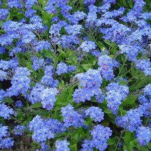 400+FORGET ME NOT Flower Seeds Annual Woodland Wildflower Full Sun ...